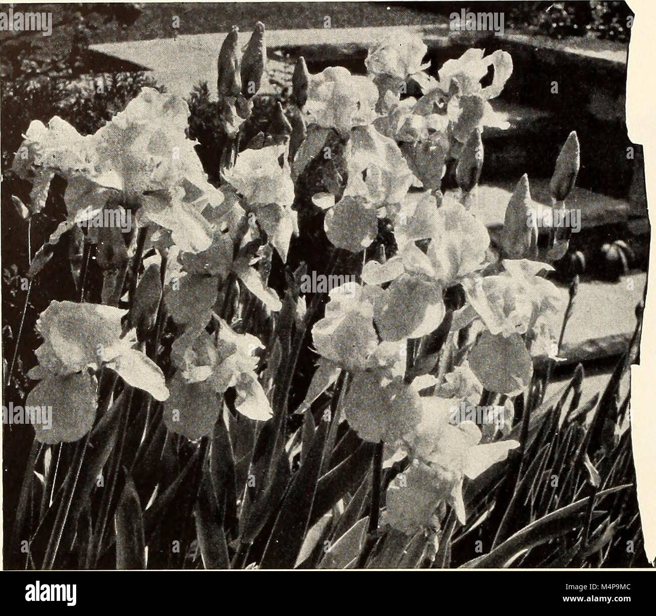 Bolgiano's selected bulbs plants seeds for 1950 fall planting (1950 ...