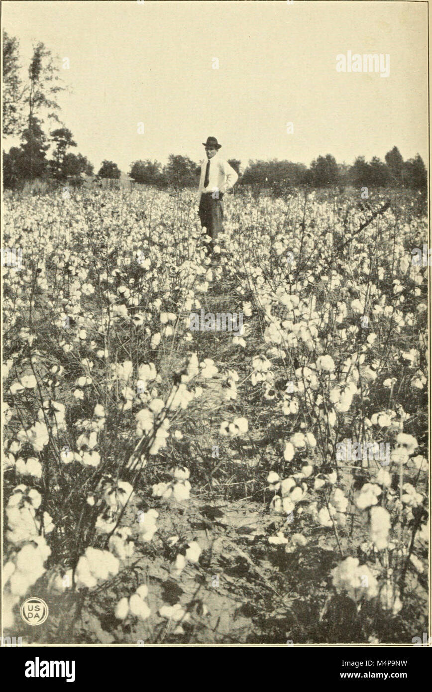 Cotton boll weevil hi-res stock photography and images - Alamy
