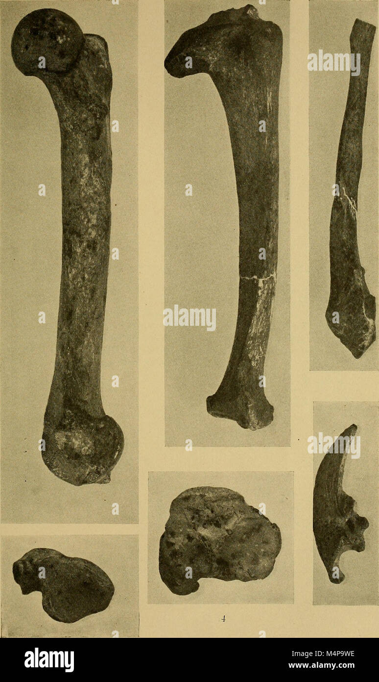 Annals of the New York Academy of Sciences (1916) (18414109495 Stock ...