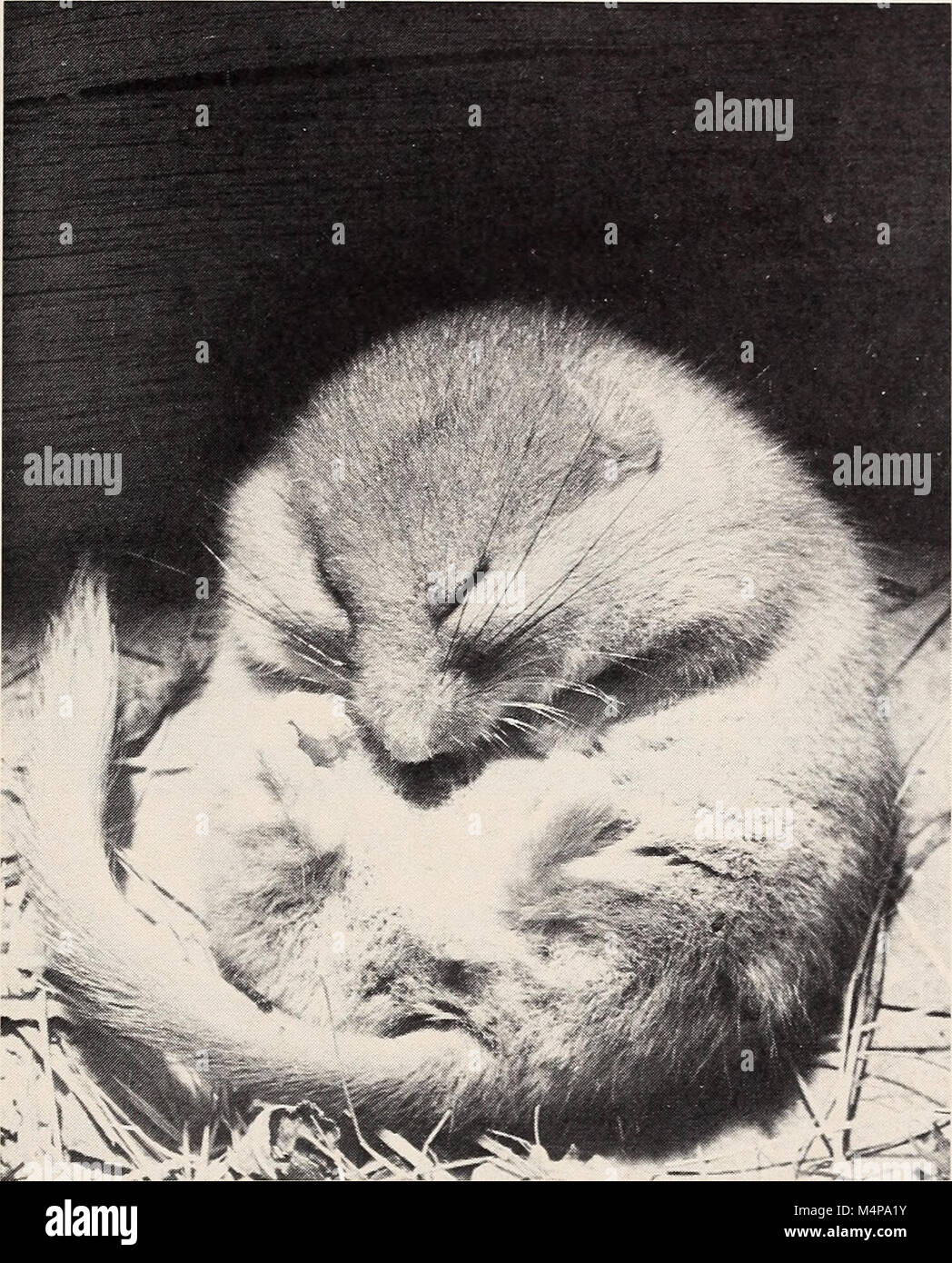 Bonner Zoologische Monographien, published in 1975, is a series of ...