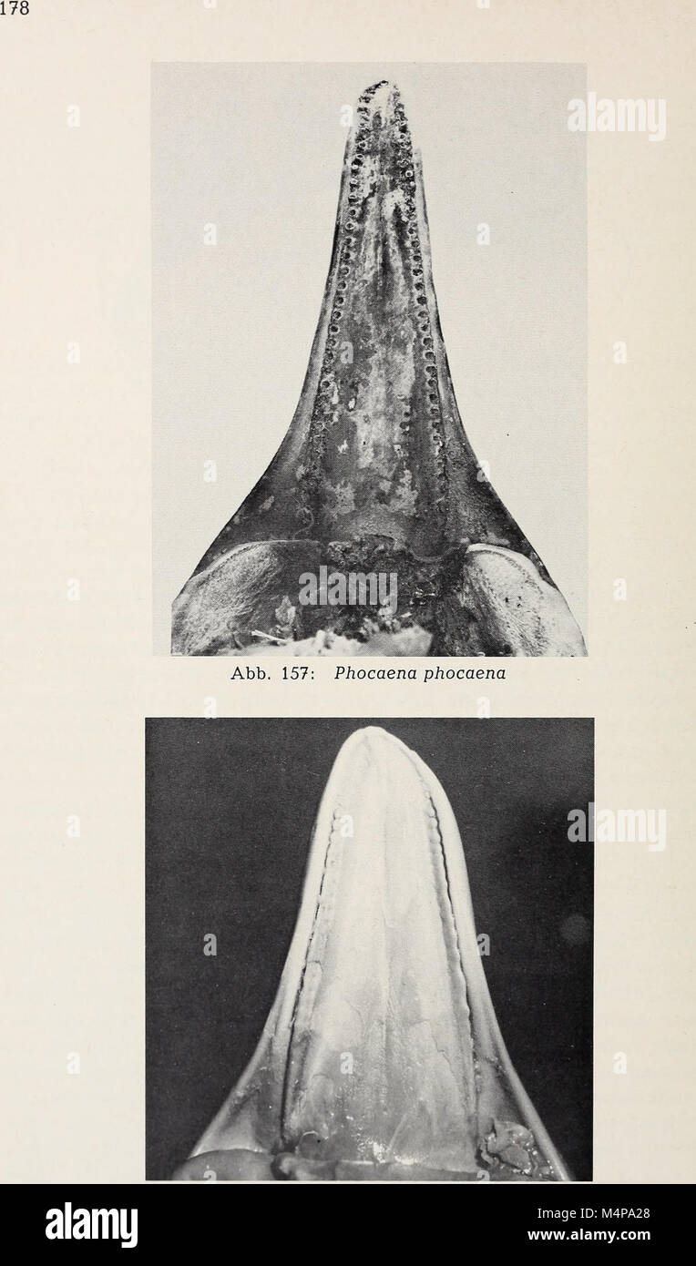 The 1975 edition of Bonner Zoologische Monographien focuses on studies ...