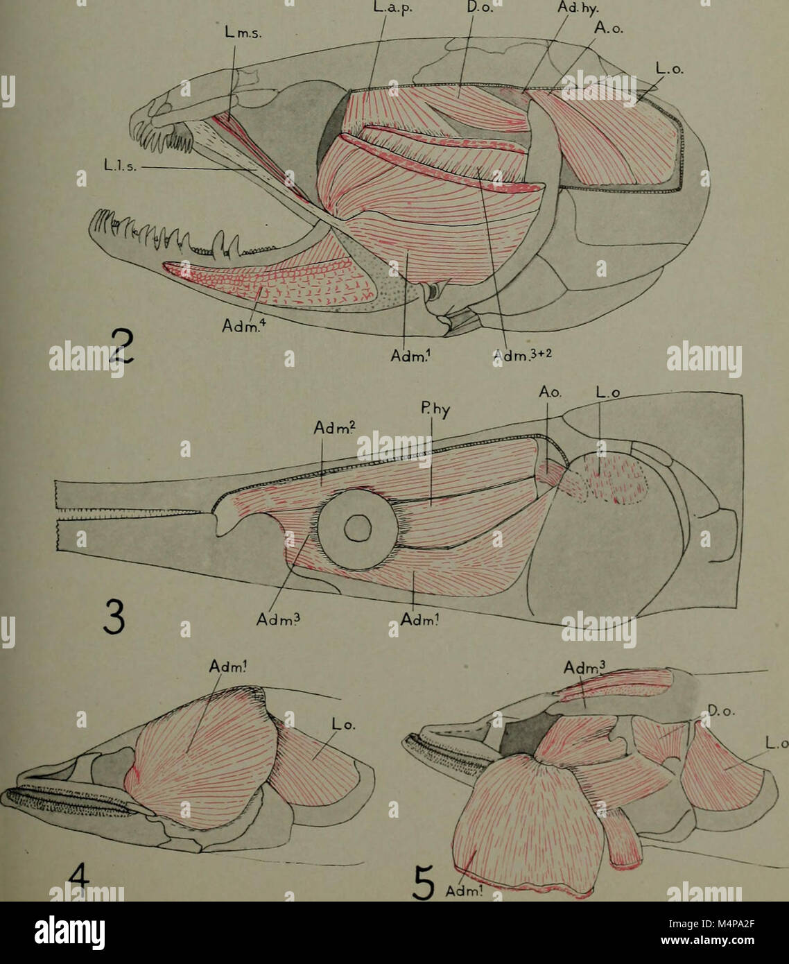 The 'Annals of the New York Academy of Sciences' (1918) is a scientific ...