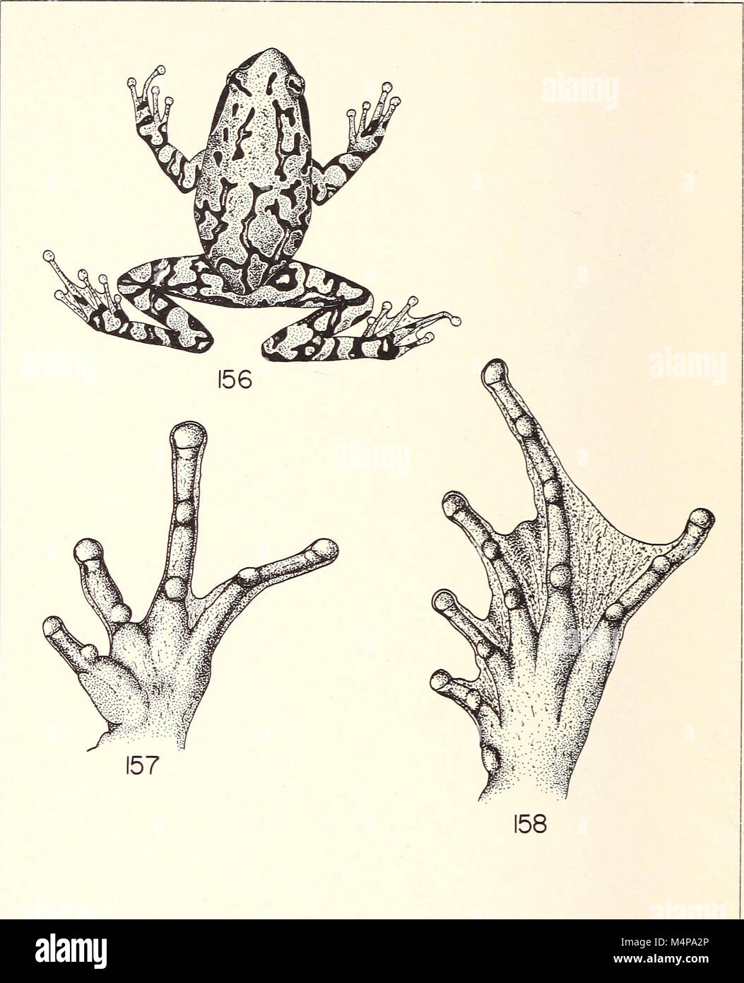 Bonner Zoologische Monographien (1978) is a scientific journal ...