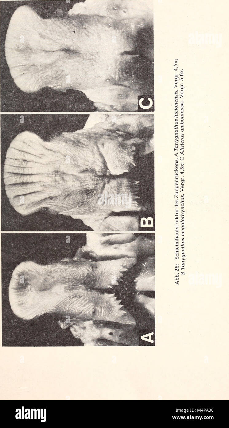 The 'Bonner Zoologische Monographien' (1978) is a series of scientific ...