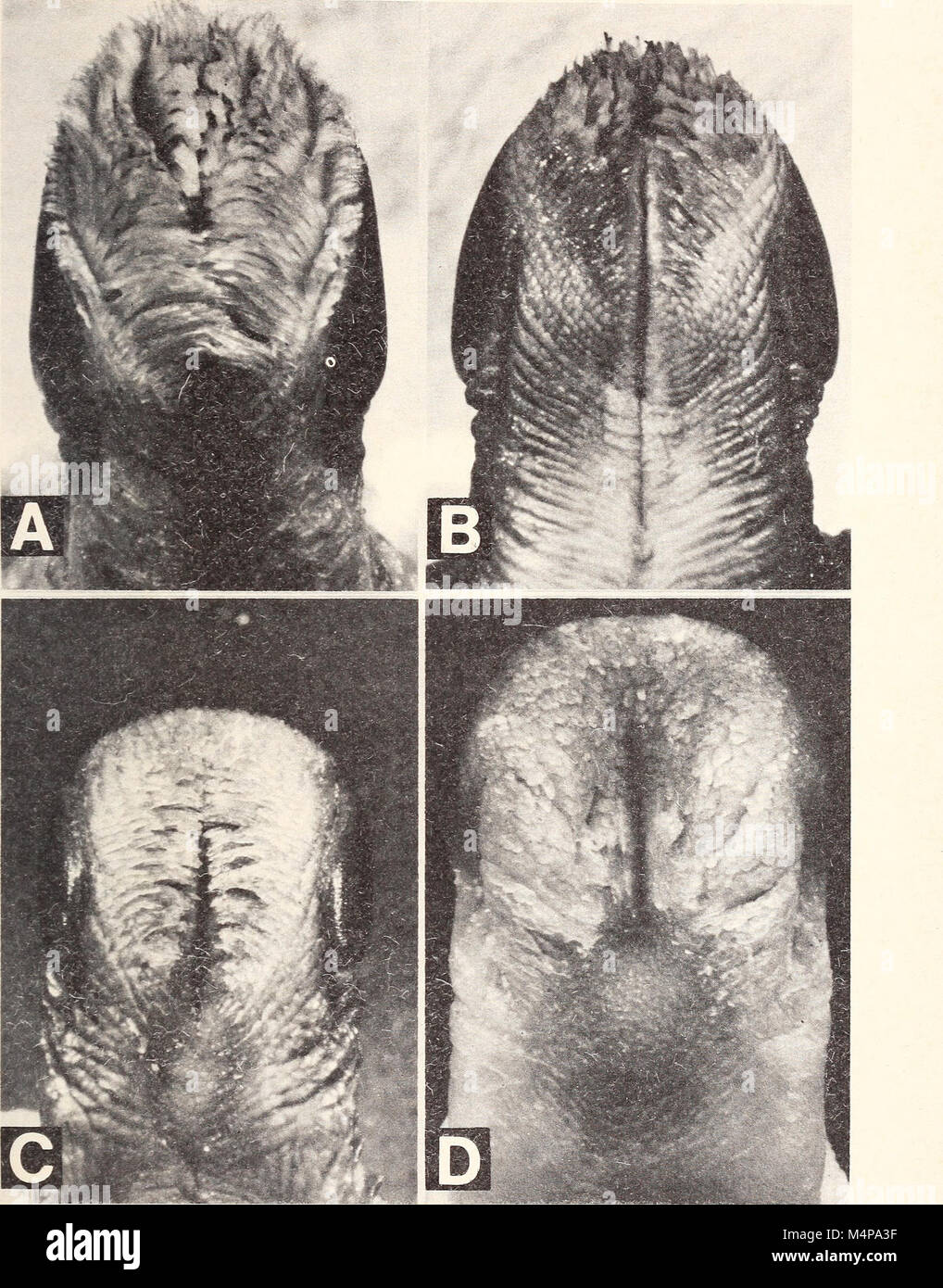 The *Bonner Zoologische Monographien* (1978) is a scientific series ...