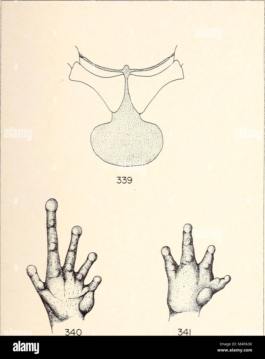 Bonner Zoologische Monographien (1978) is a series of detailed ...