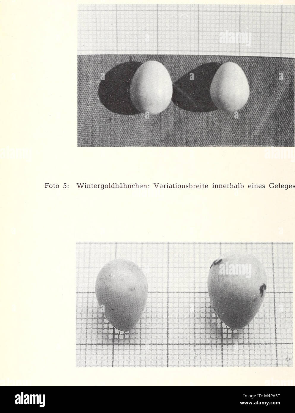 The 'Bonner zoologische Monographien' (1978) is a zoological monograph ...