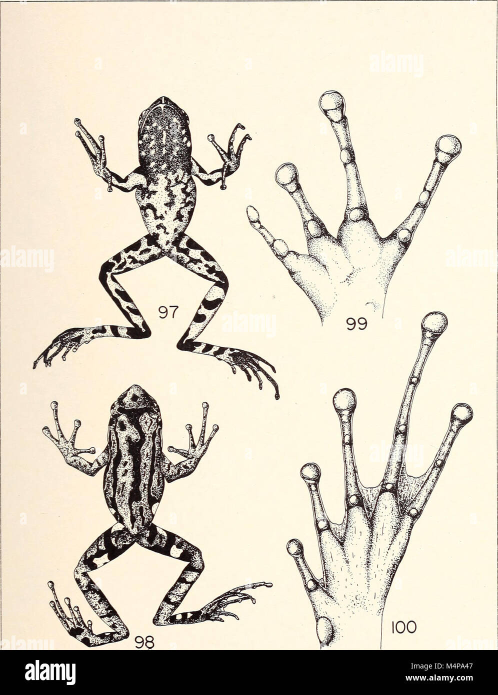 Bonner Zoologische Monographien, published in 1978, is a scientific ...