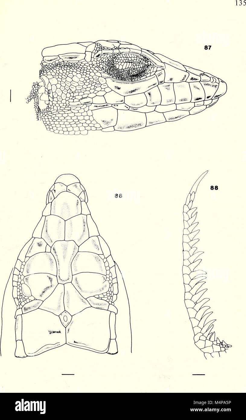 The Bonner Zoologische Monographien is a scientific series focused on ...
