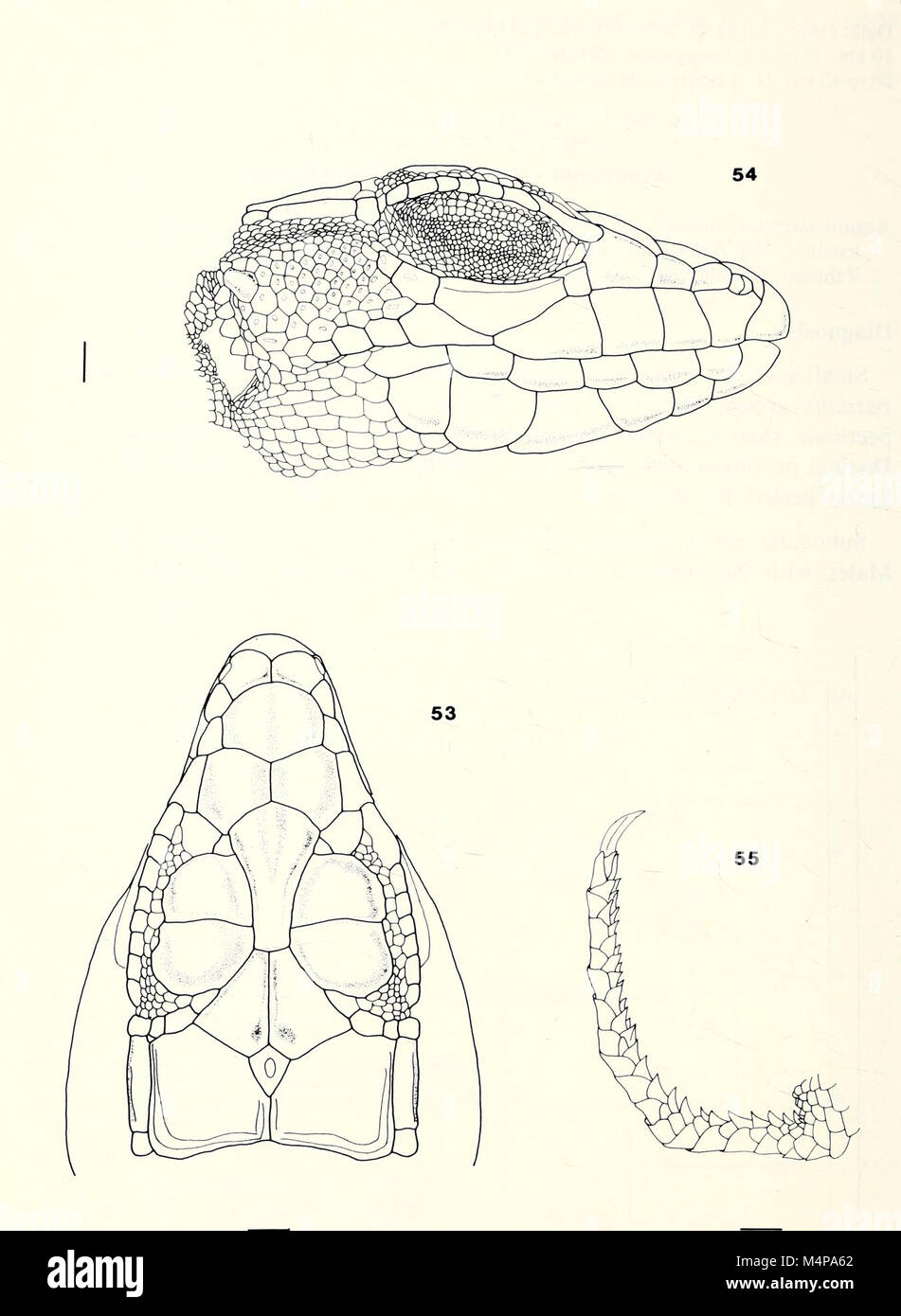The 'Bonner Zoologische Monographien' (1982) presents comprehensive ...