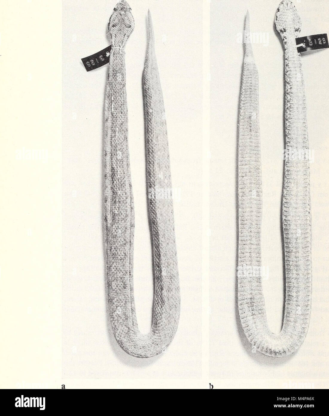 The Bonner Zoologische Monographien, published in 1986, is a scientific ...