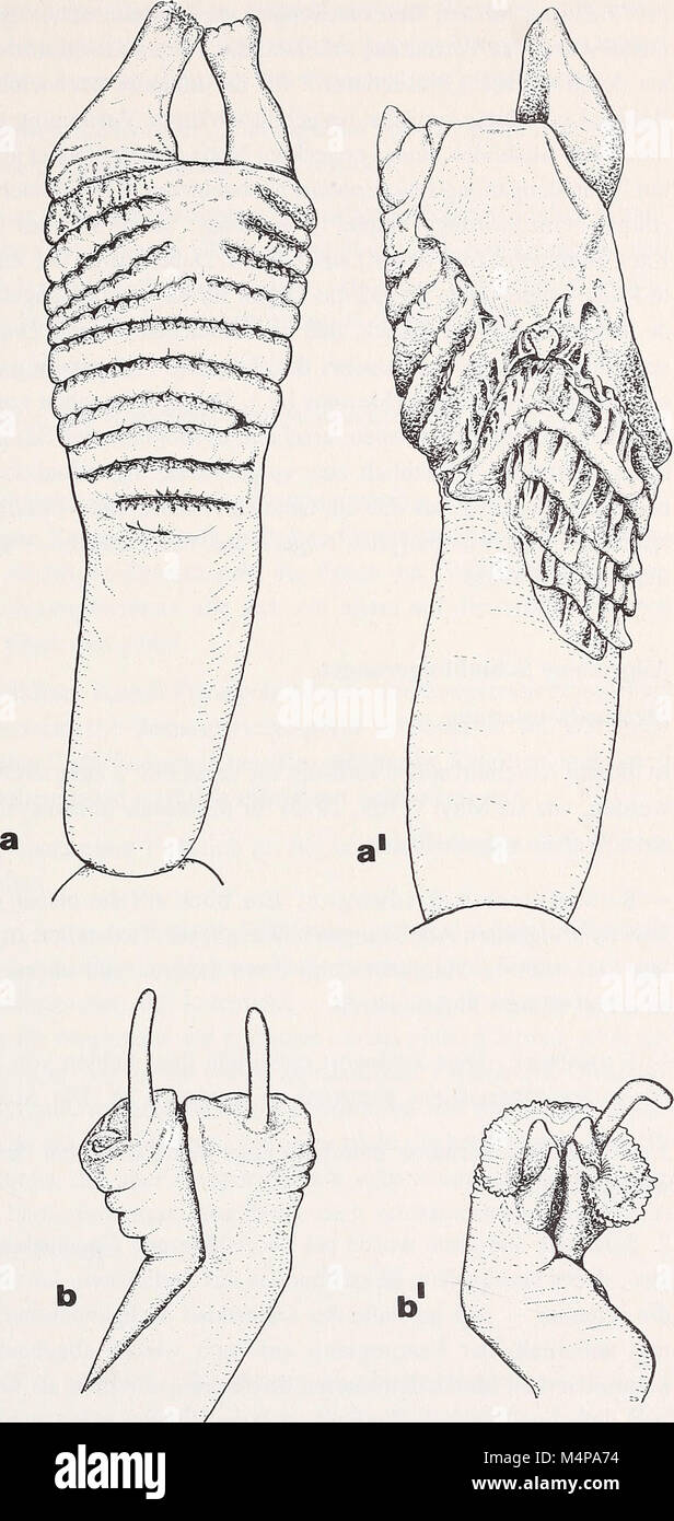 'Bonner Zoologische Monographien' (1988) is a scholarly journal ...