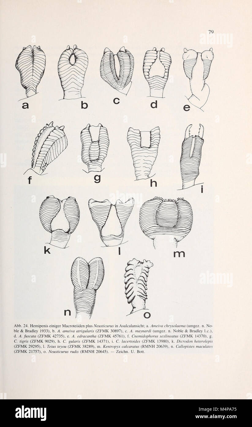A 1988 monograph series from the Bonn Zoological Research Institute ...