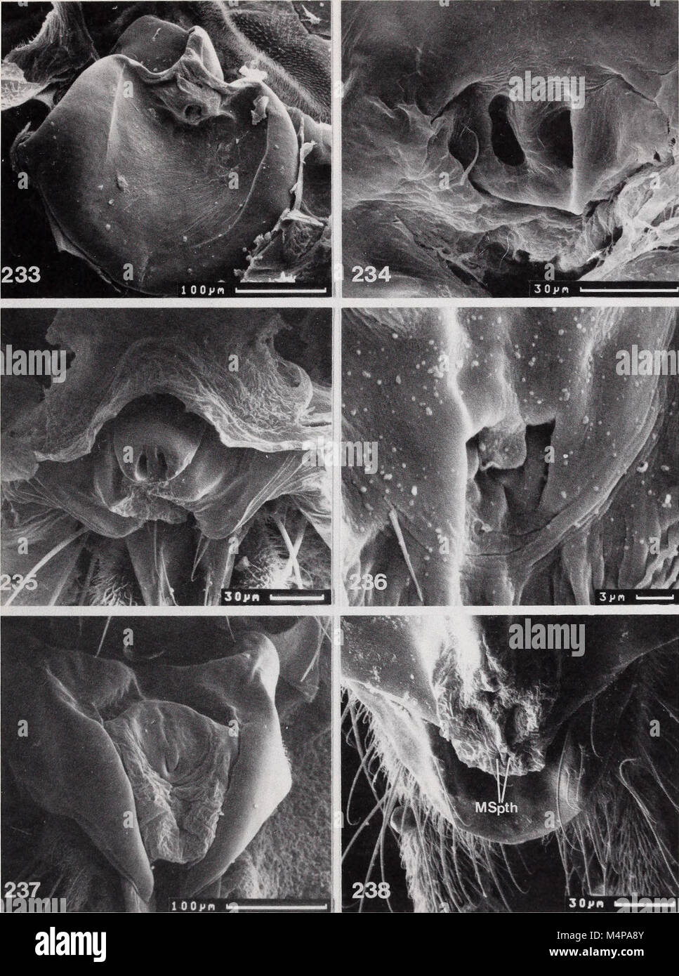 'Bonner Zoologische Monographien' (1990) is a series of monographs ...