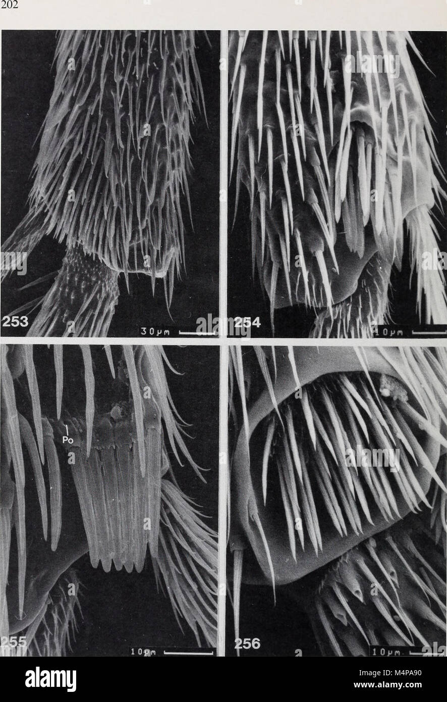 Bonner zoologische Monographien, published in 1990, is a scientific ...