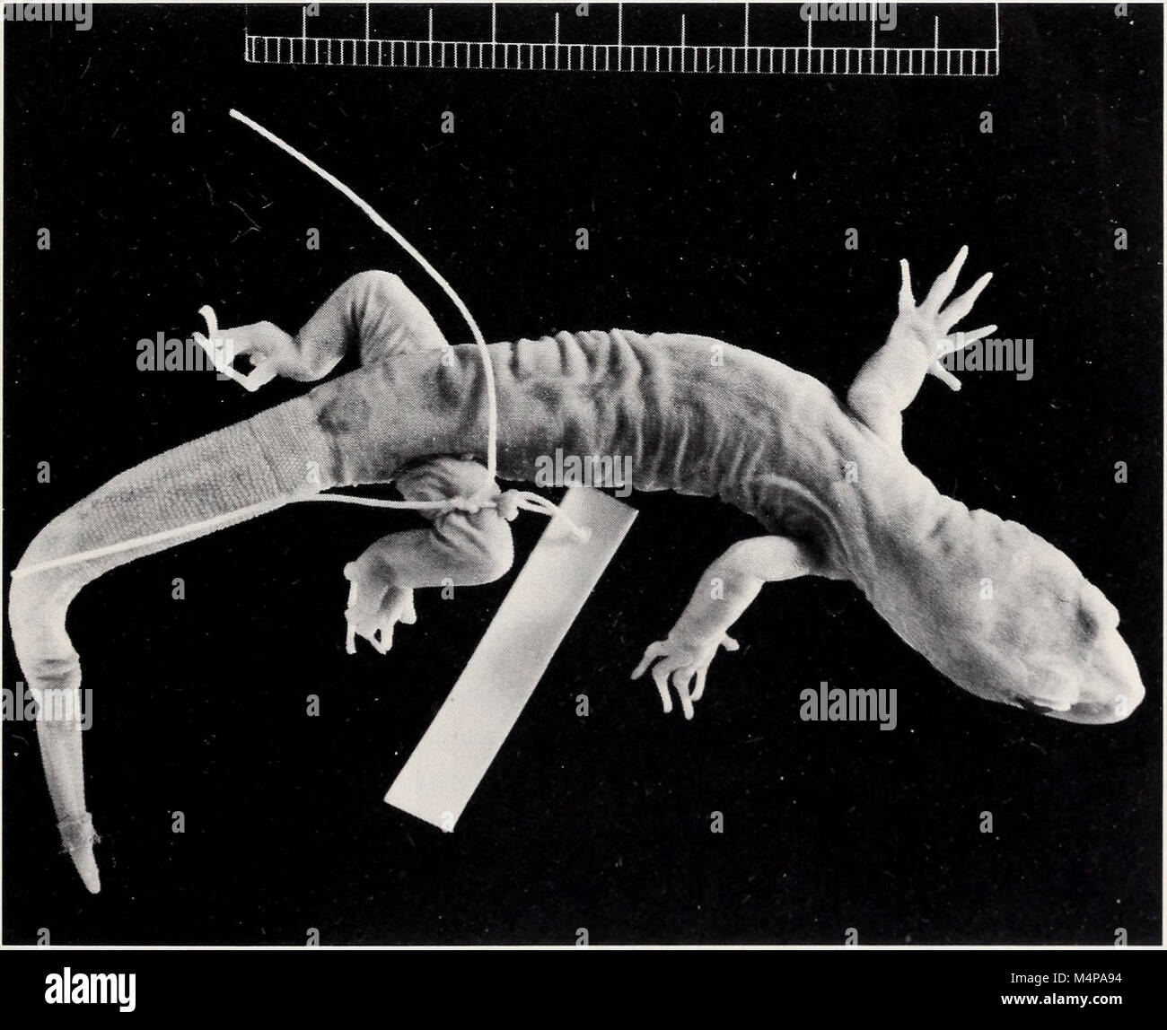 The Bonner Zoologische Monographien (1990) features research on animal ...