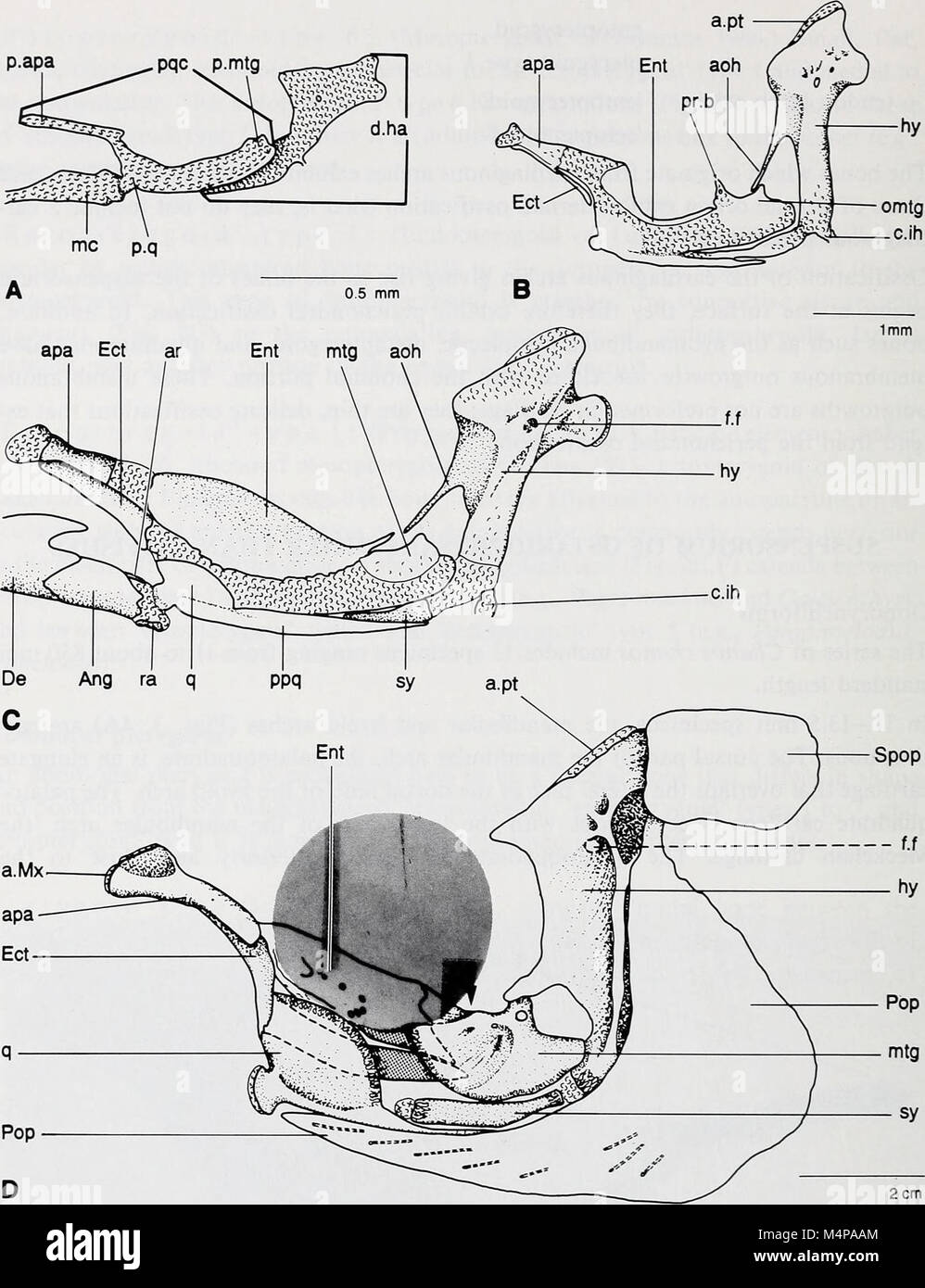 A zoological monograph series from 1990, detailing various animal ...