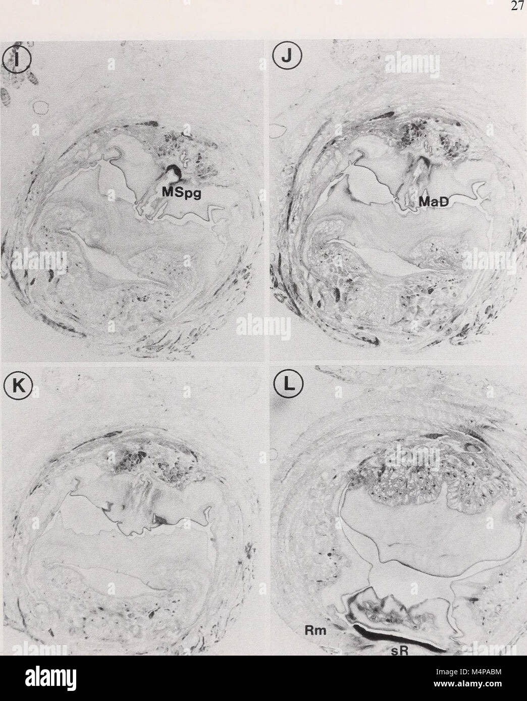 The Bonner Zoologische Monographien (1990) is a series of scientific ...