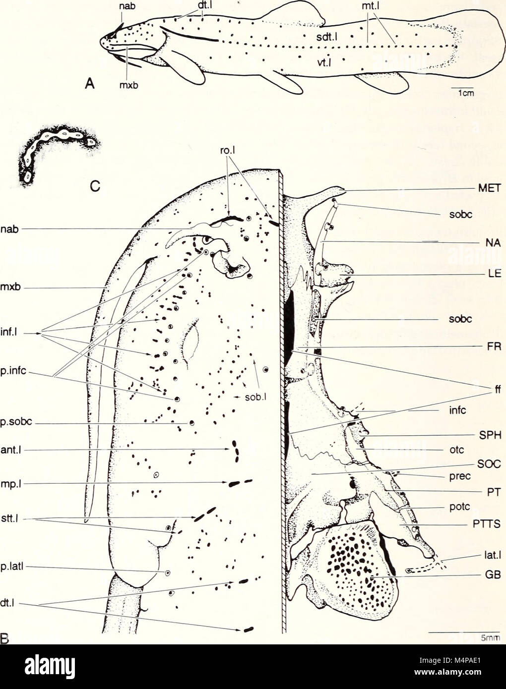 'Bonner Zoologische Monographien' (1994) is a scientific publication ...