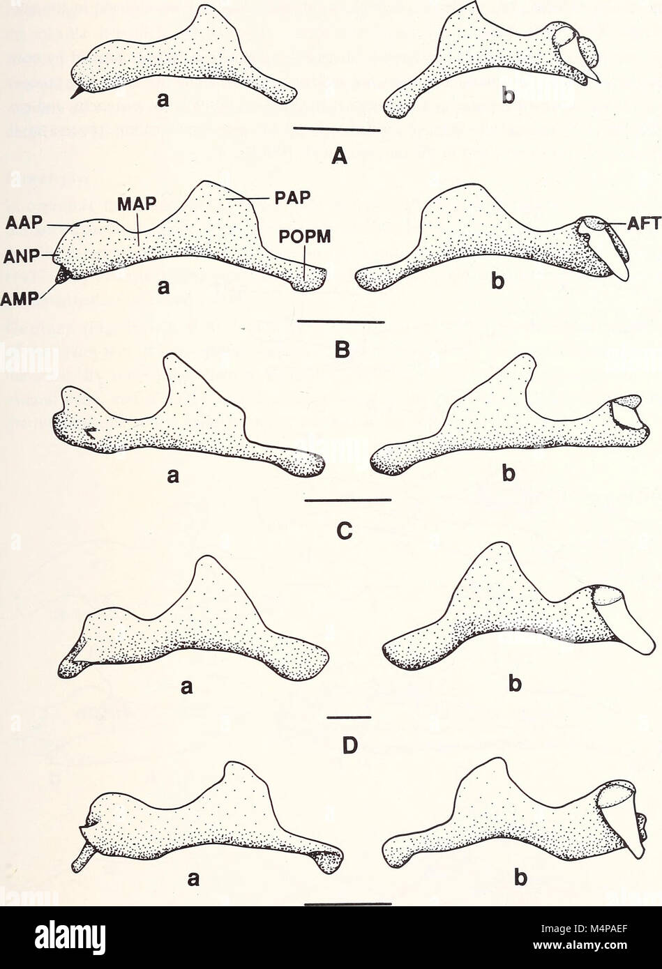 The 'Bonner Zoologische Monographien' (1996) is a series of monographs ...