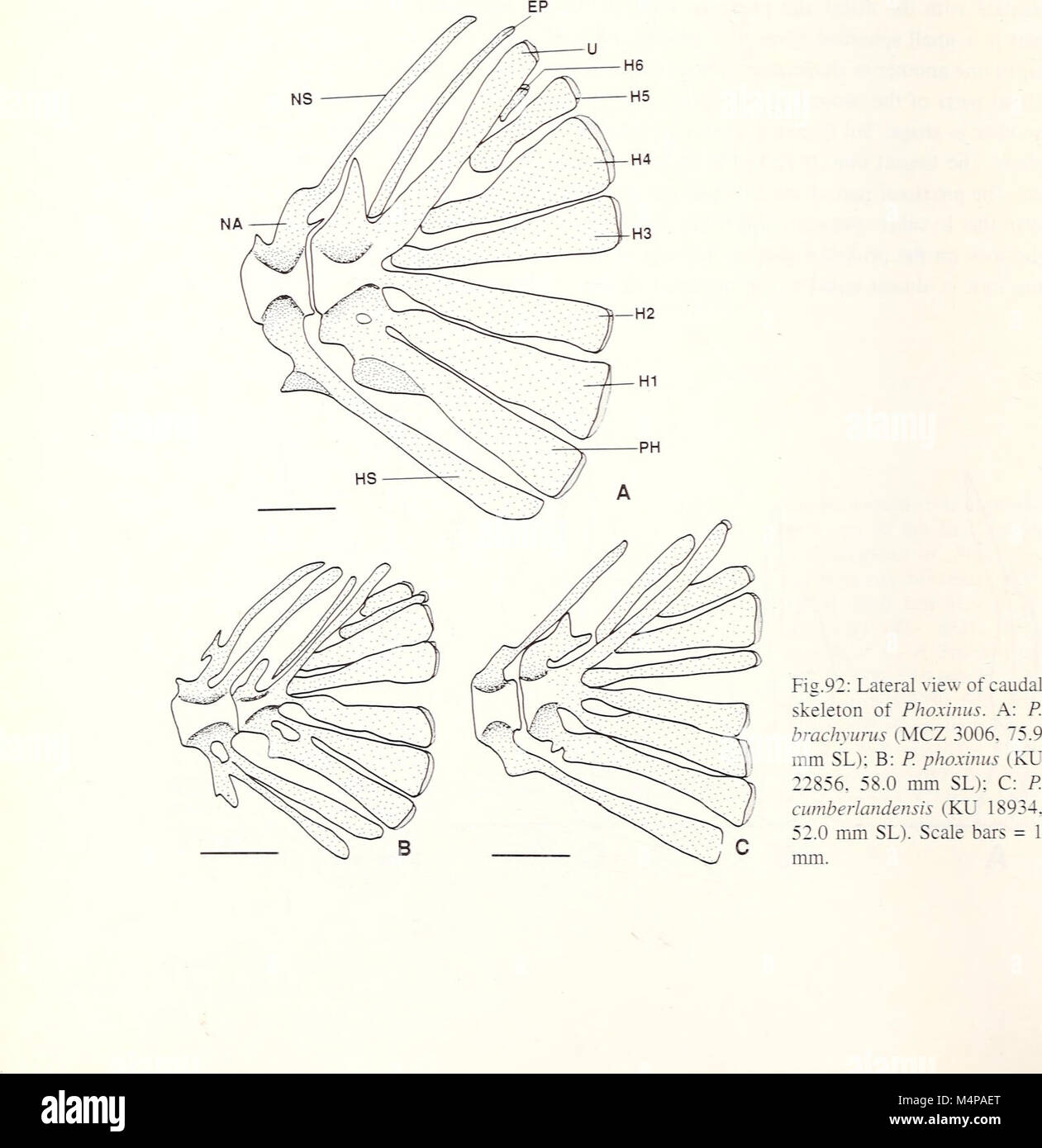 'Bonner Zoologische Monographien' (1996) is a scientific journal that ...
