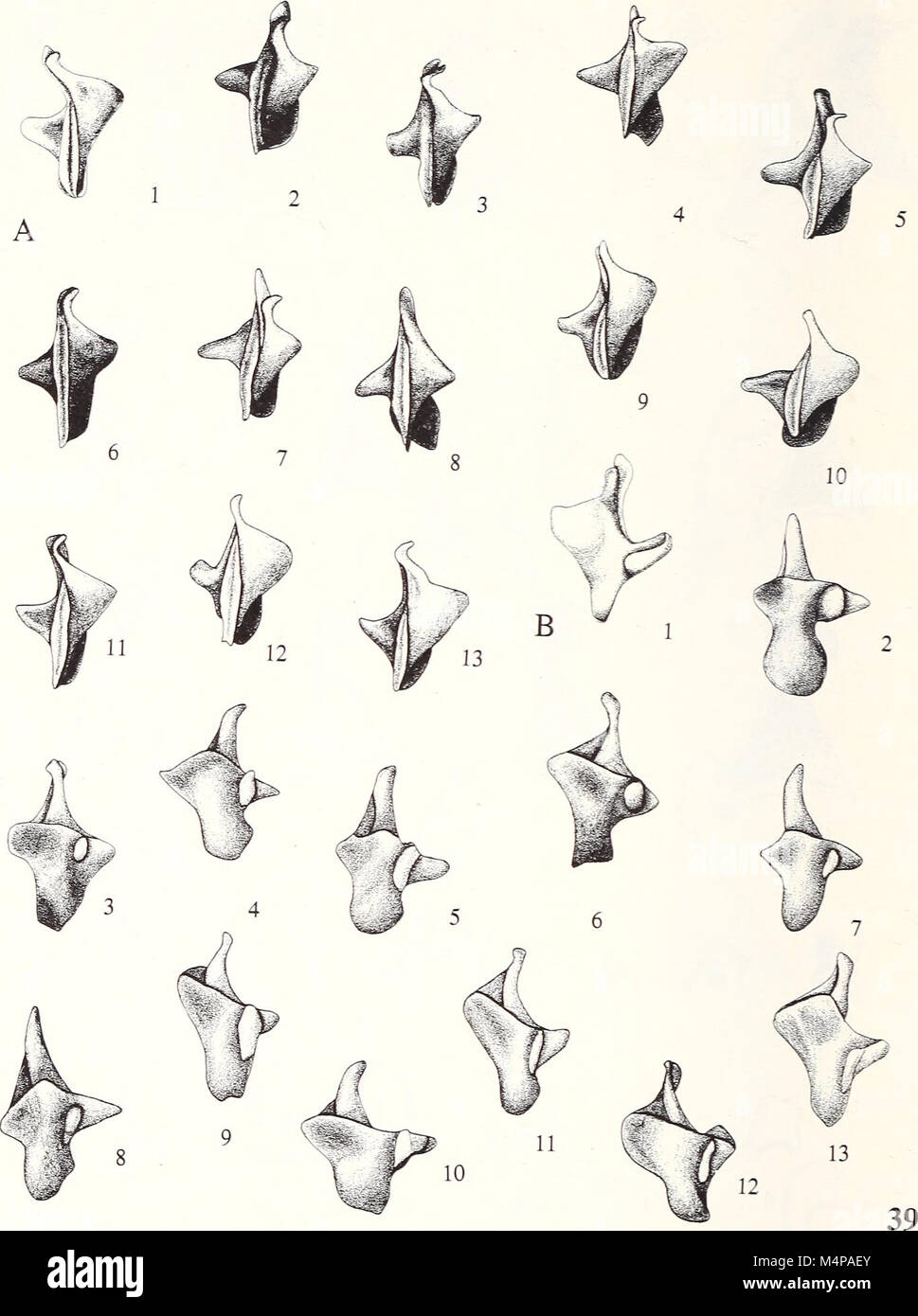 The 'Bonner Zoologische Monographien' of 1996 is a zoological monograph ...