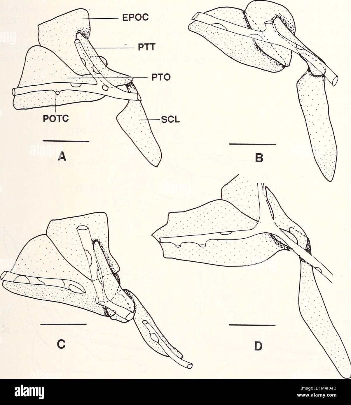 The Bonner Zoologische Monographien, published from 1996, is a series ...