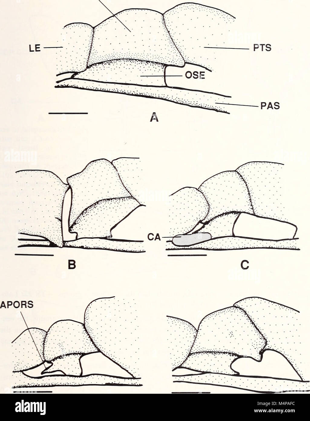 'Bonner Zoologische Monographien' (1996) is a series of zoological ...