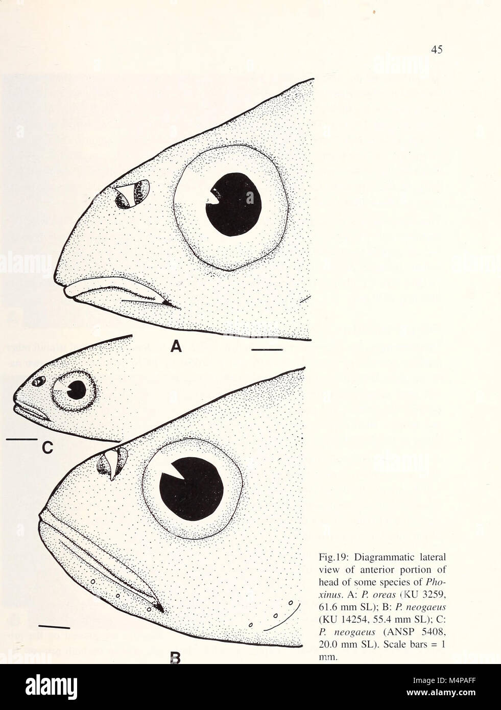 The 1996 *Bonner Zoologische Monographien* presents in-depth studies on ...
