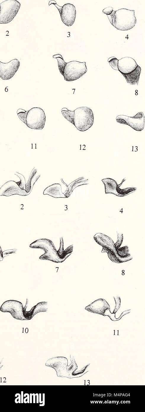 The 1996 issue of Bonner Zoologische Monographien features detailed ...