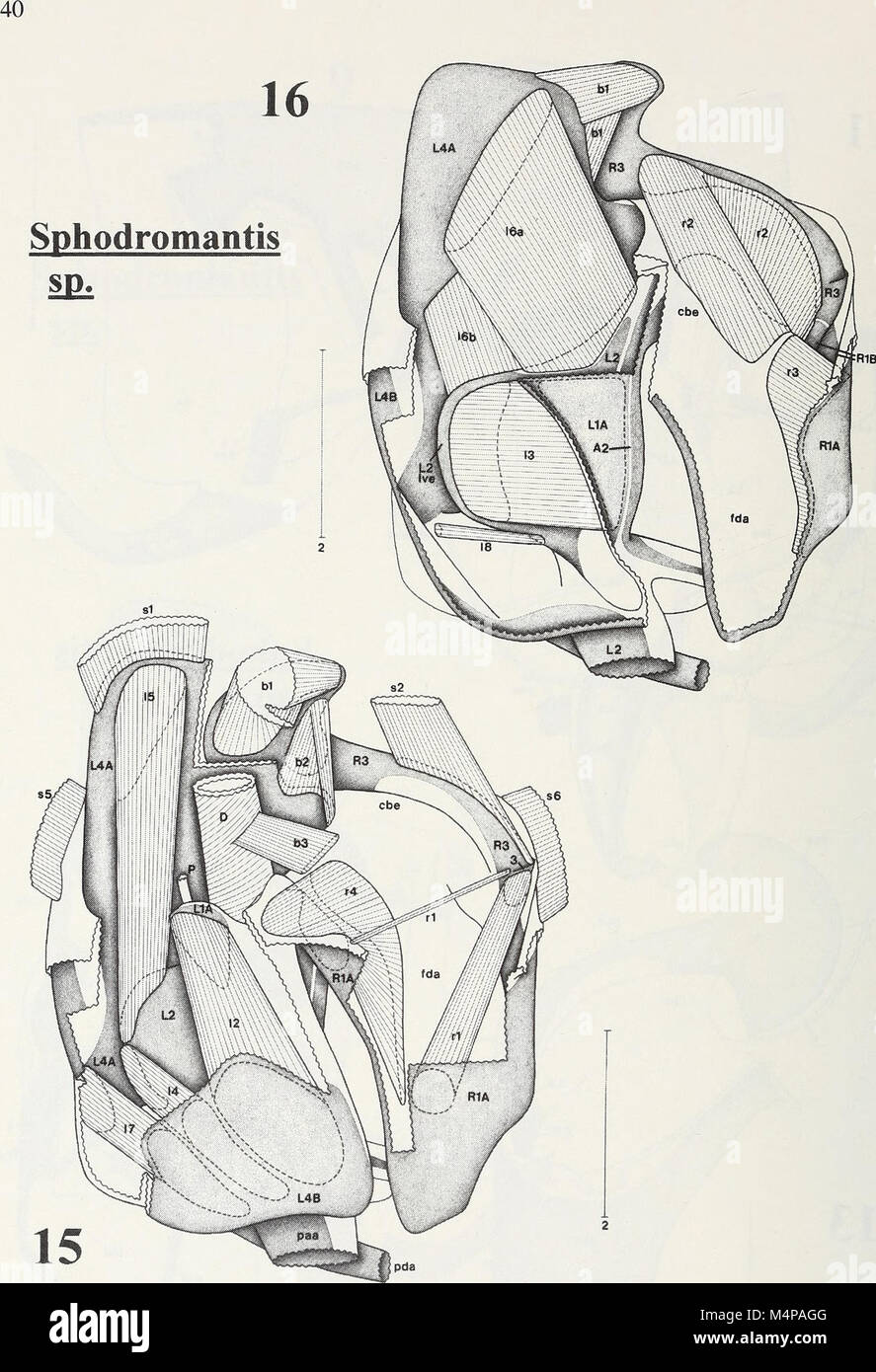 'Bonner Zoologische Monographien' (1997) is a scientific journal ...