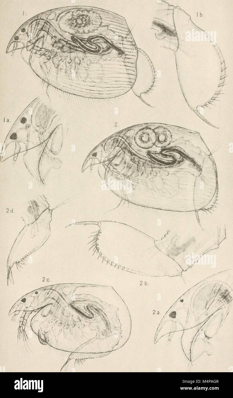 Annals of the South African Museum. Annale van die Suid-Afrikaanse ...