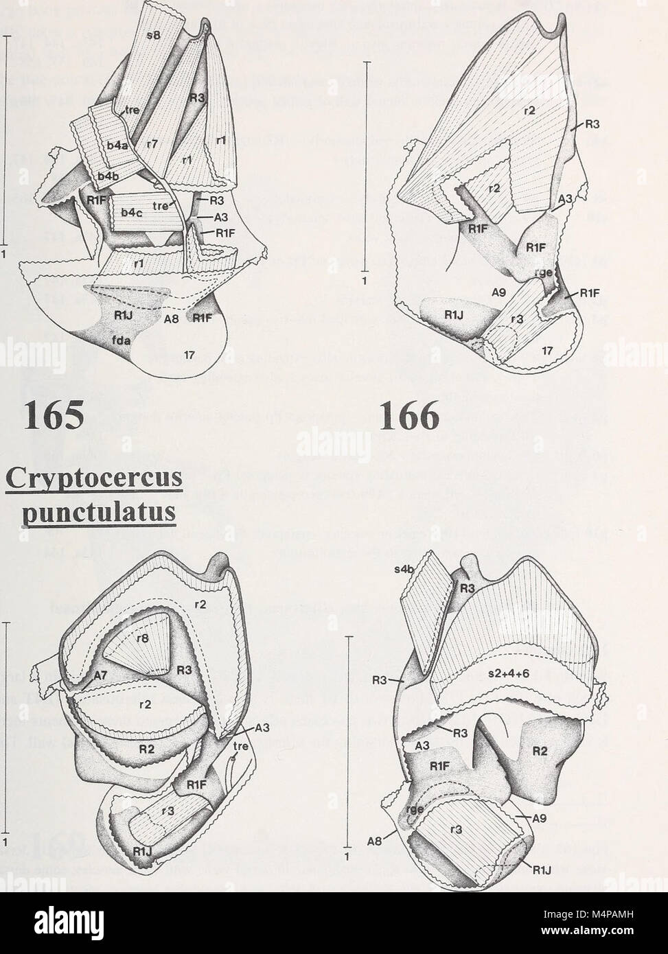 The Bonner zoologische Monographien, published in 1997, is a series of ...