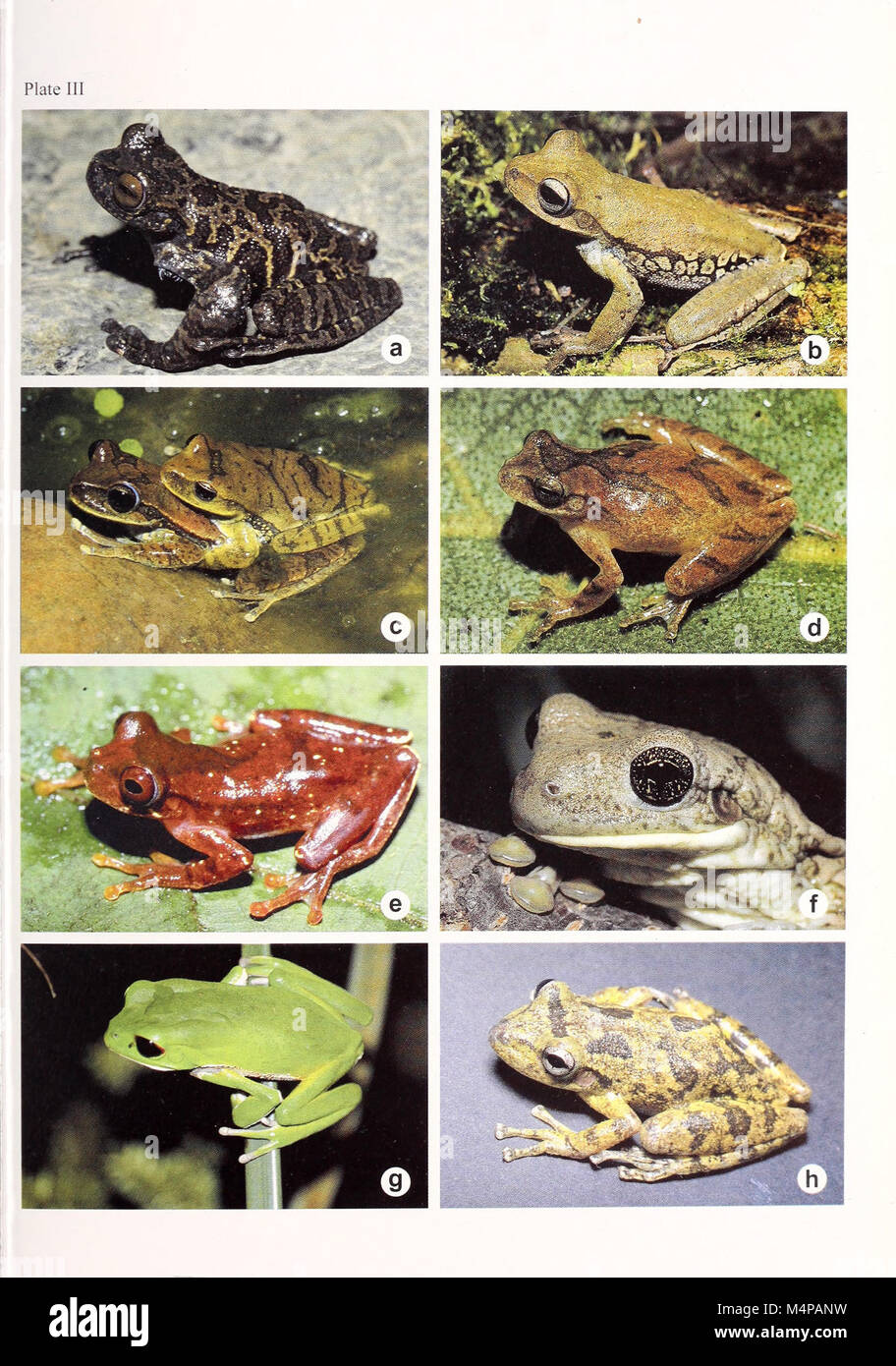 'Bonner Zoologische Monographien' (2000) is a scientific journal that ...