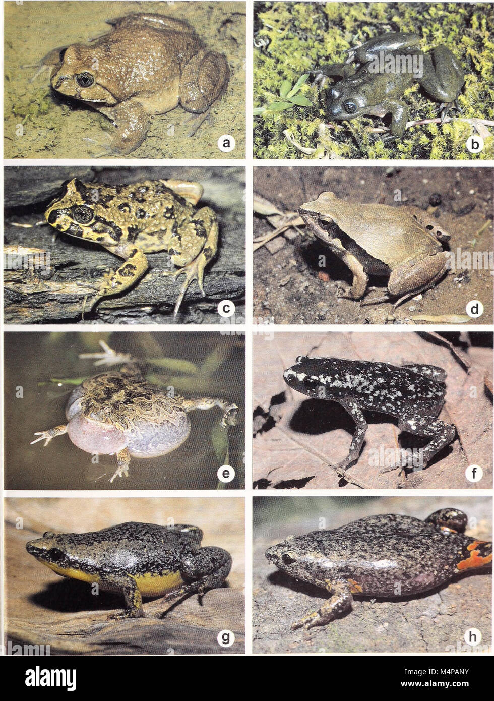 'Bonner Zoologische Monographien' (2000) is a scientific journal ...
