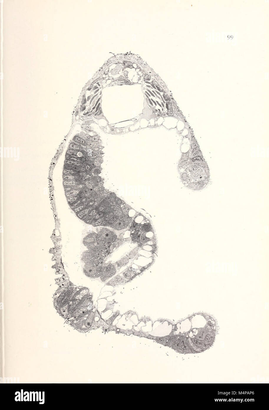 The Bonner Zoologische Monographien, published in 2000, is a series of ...