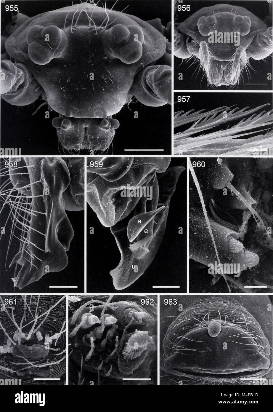 The Bonner Zoologische Monographien, published in 2011, is a scientific ...