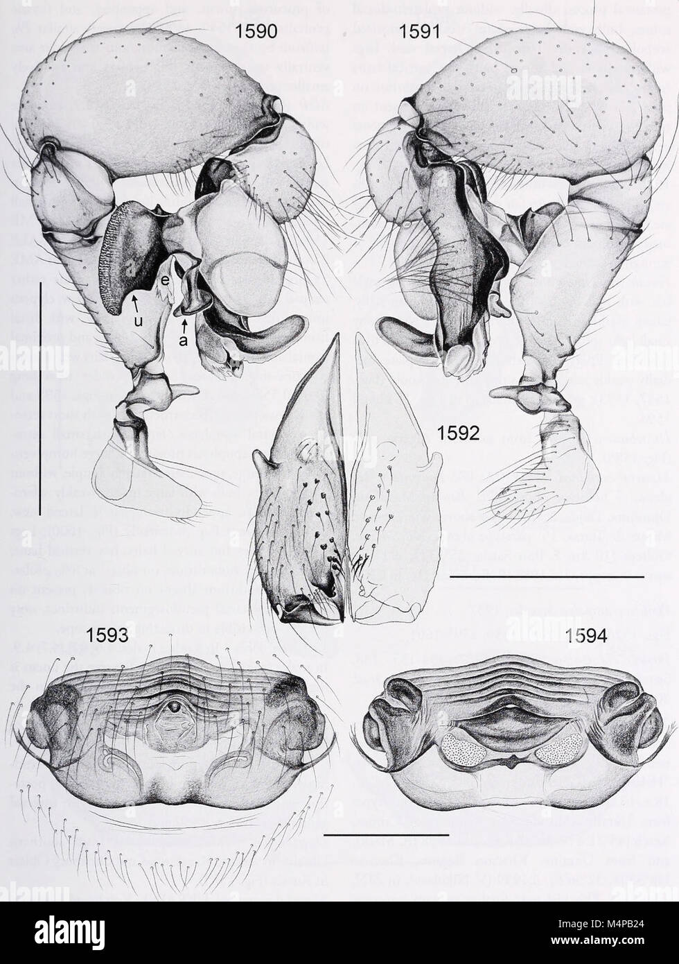 Bonner Zoologische Monographien (2011) features in-depth zoological ...
