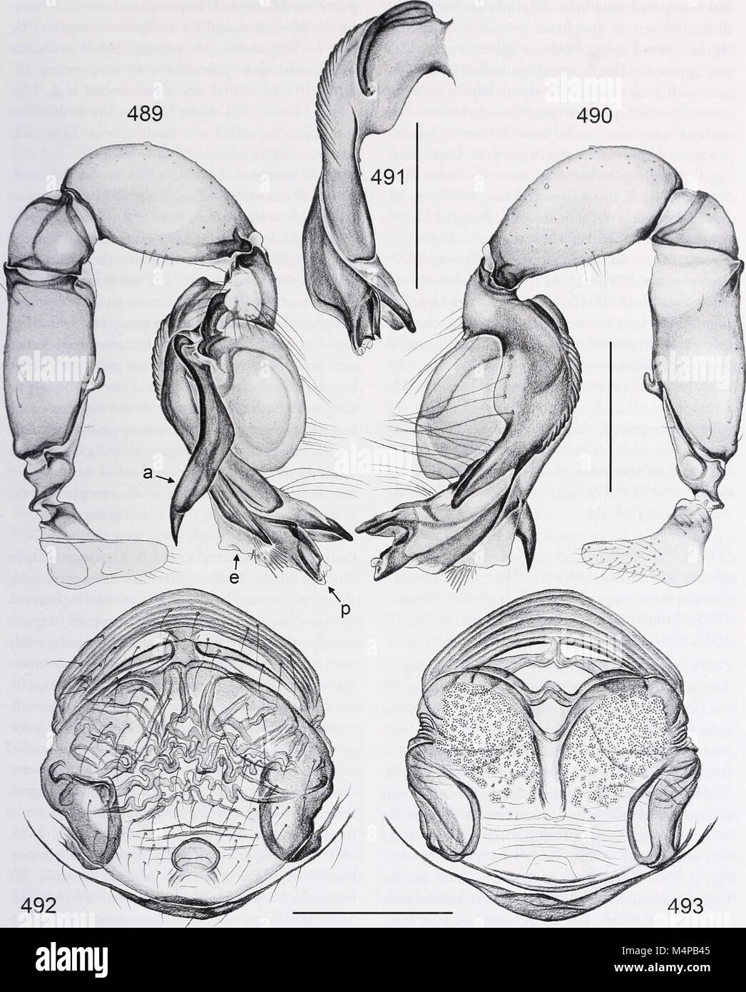 A 2011 zoological monograph series focused on animal taxonomy, behavior ...