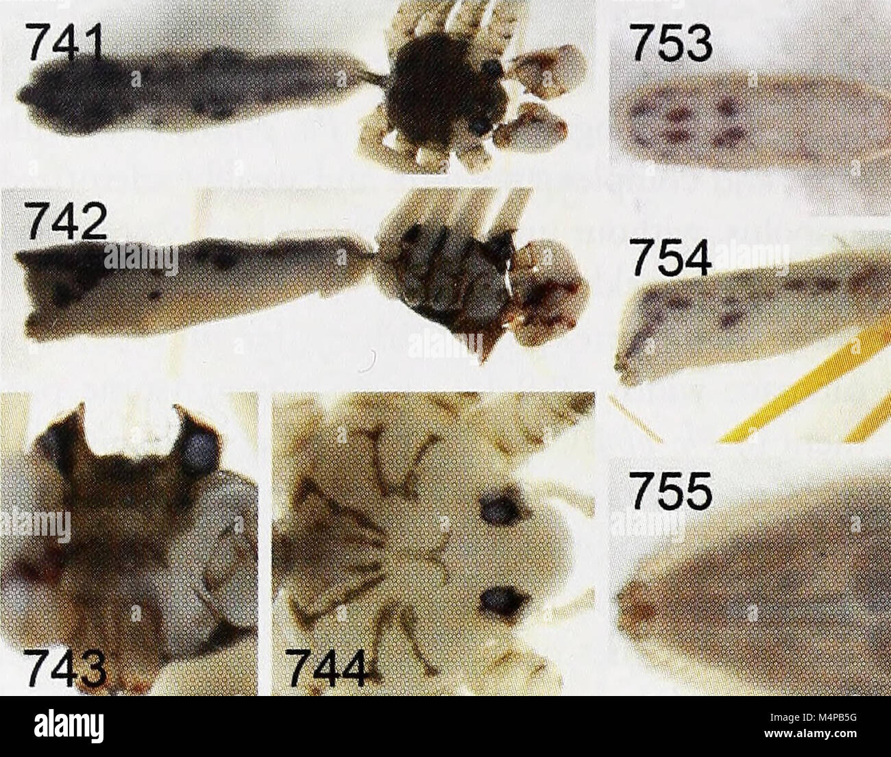 The Bonner Zoologische Monographien (2011) presents detailed zoological ...