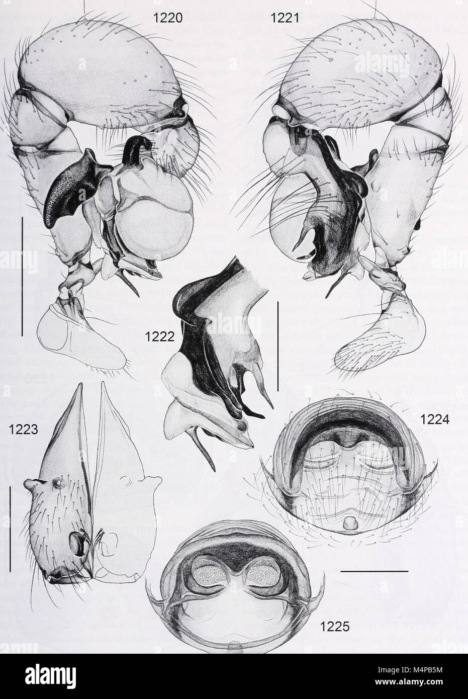 'Bonner Zoologische Monographien' (2011) is a scientific monograph ...