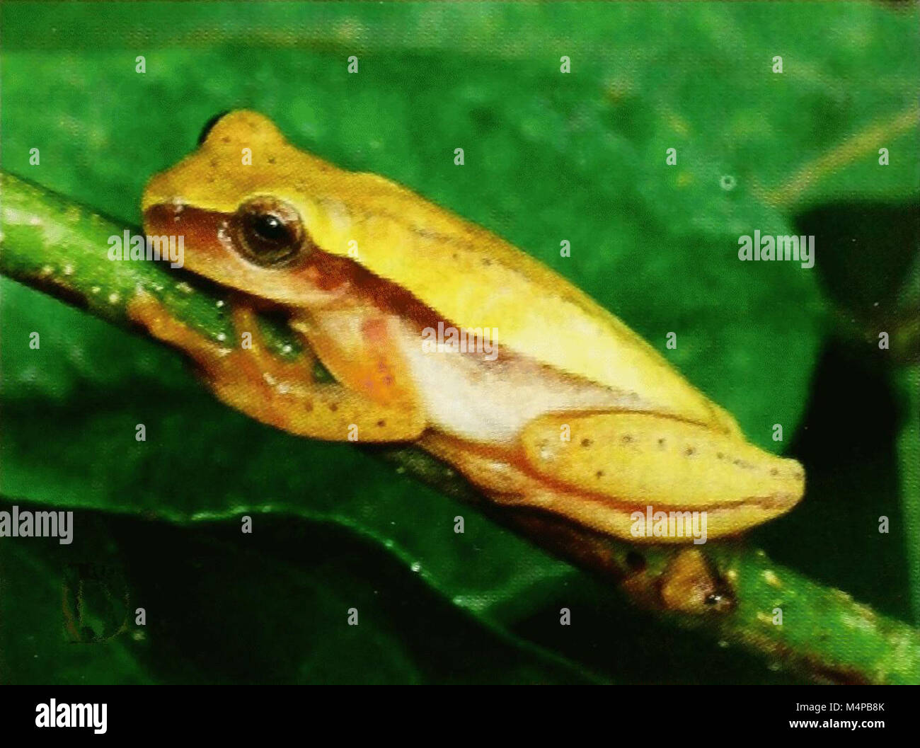 Dendropsophus illustration hi-res stock photography and images - Alamy