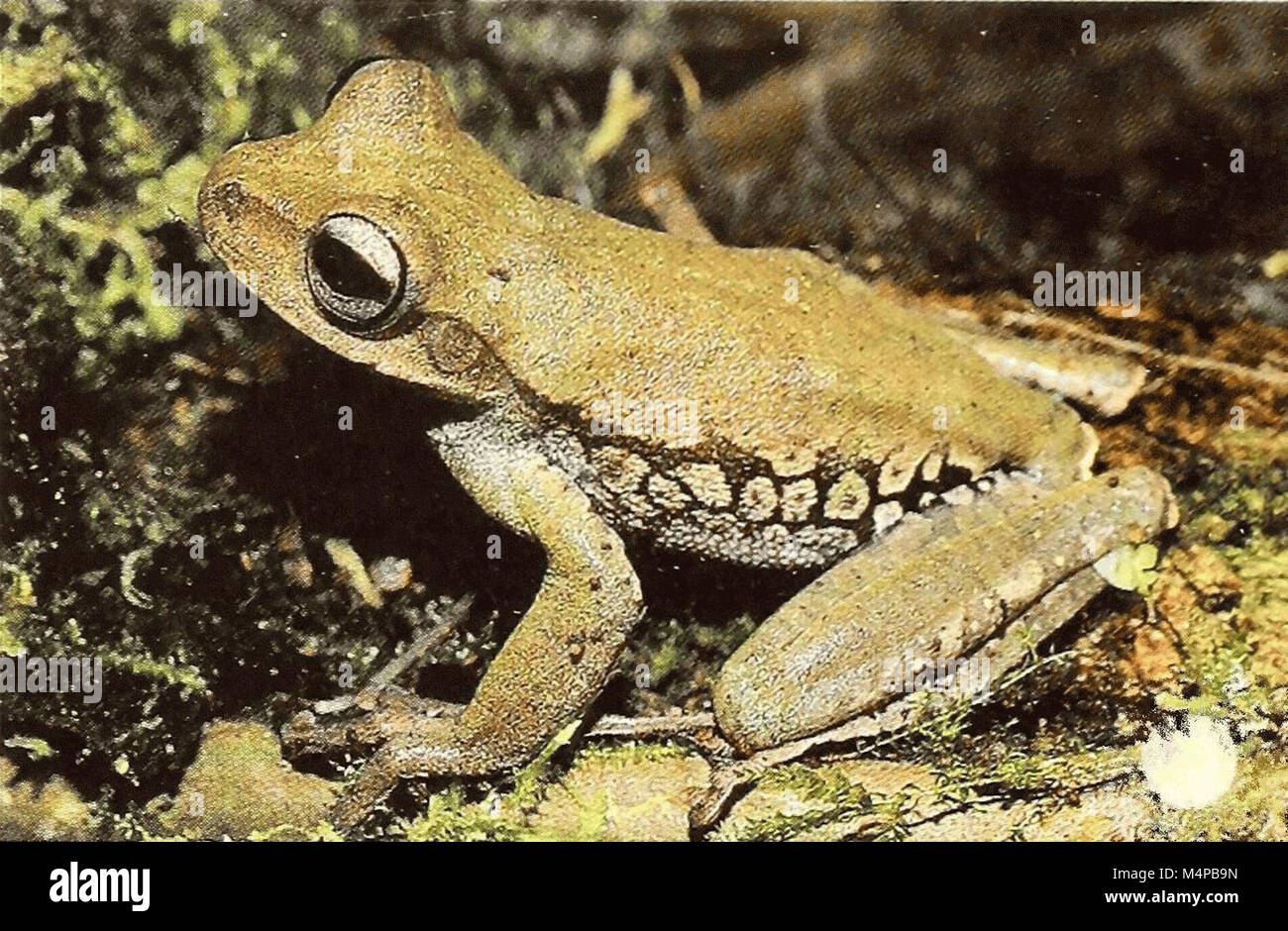 The Bonner Zoologische Monographien examines the species Hyla cf ...
