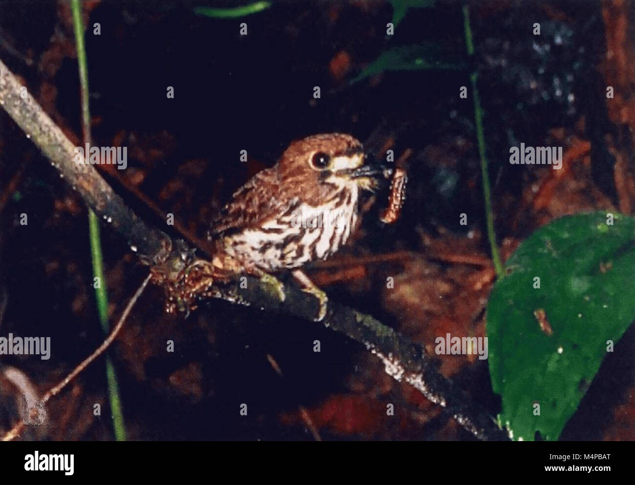 Bonner zoologische Monographien - Micromonacha lanceolata Stock Photo ...