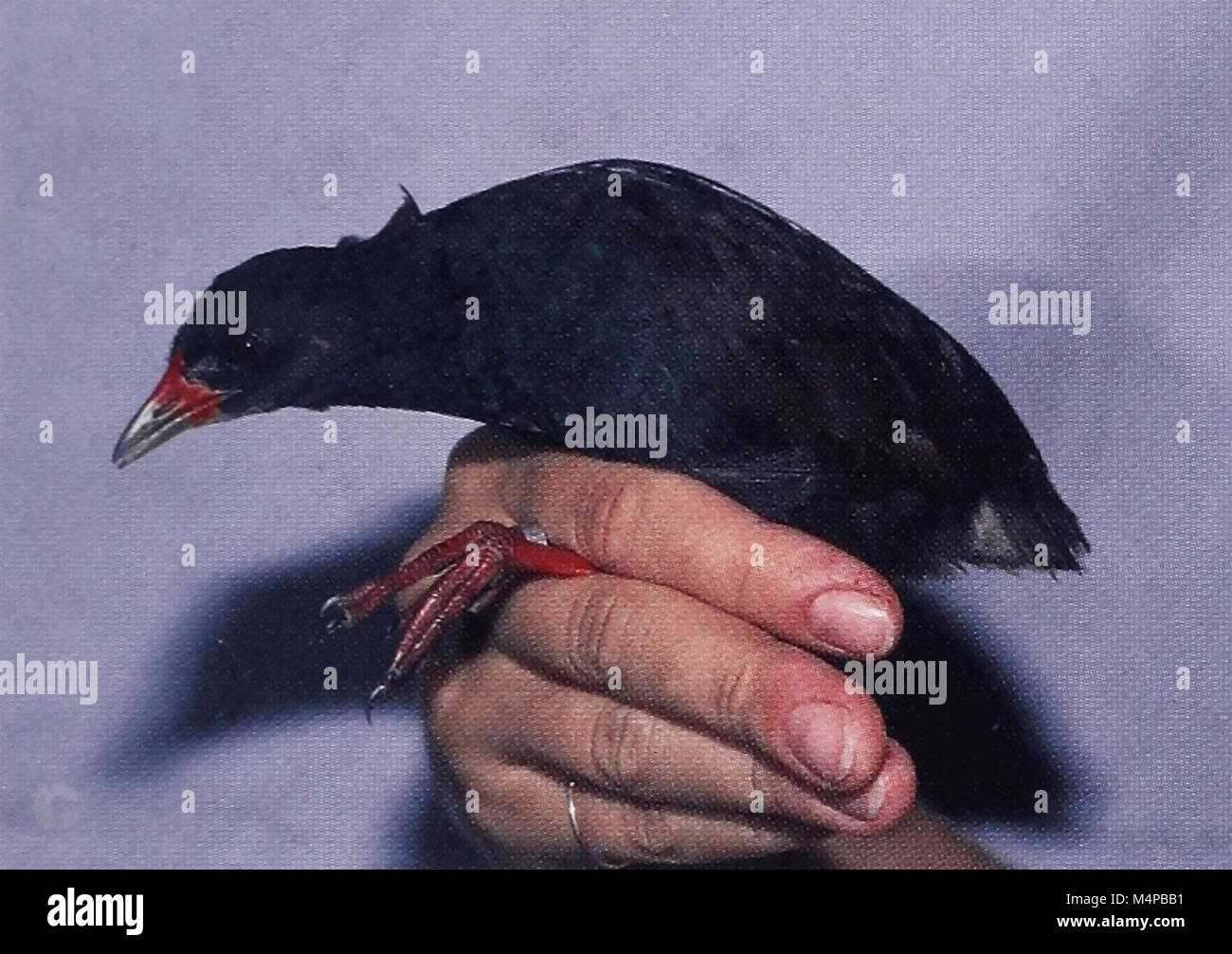 This monograph focuses on the bird species Neocrex colombiana ...