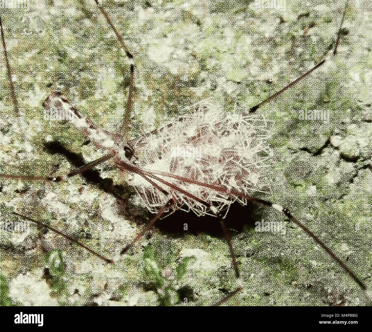 Bonner zoologische Monographien - Pholcus taita (female) with juveniles ...