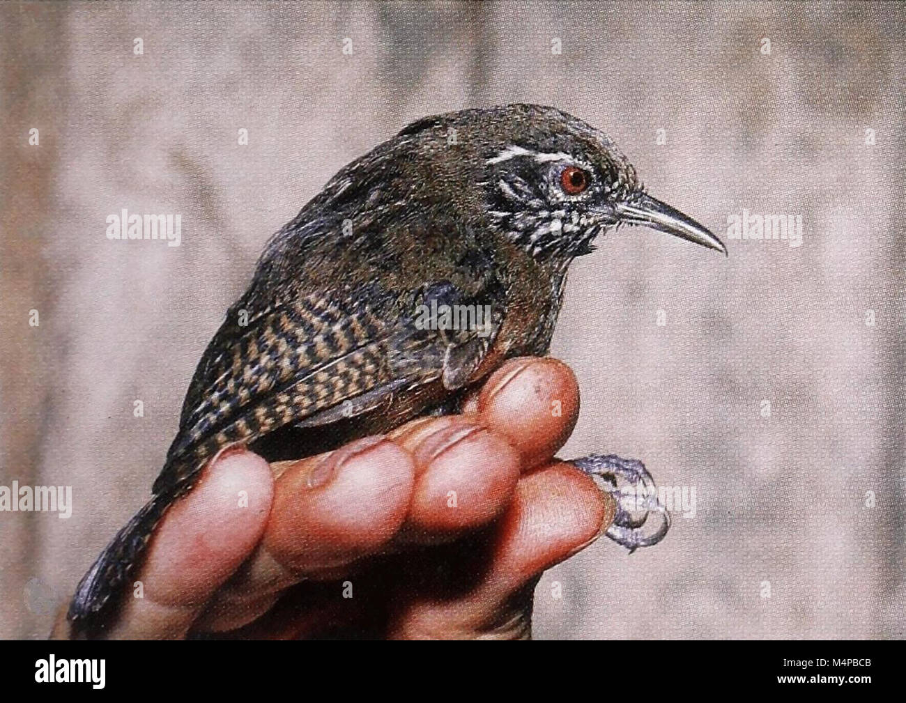 Bonner zoologische Monographien - Thryothorus leucopogon leucopogon ...