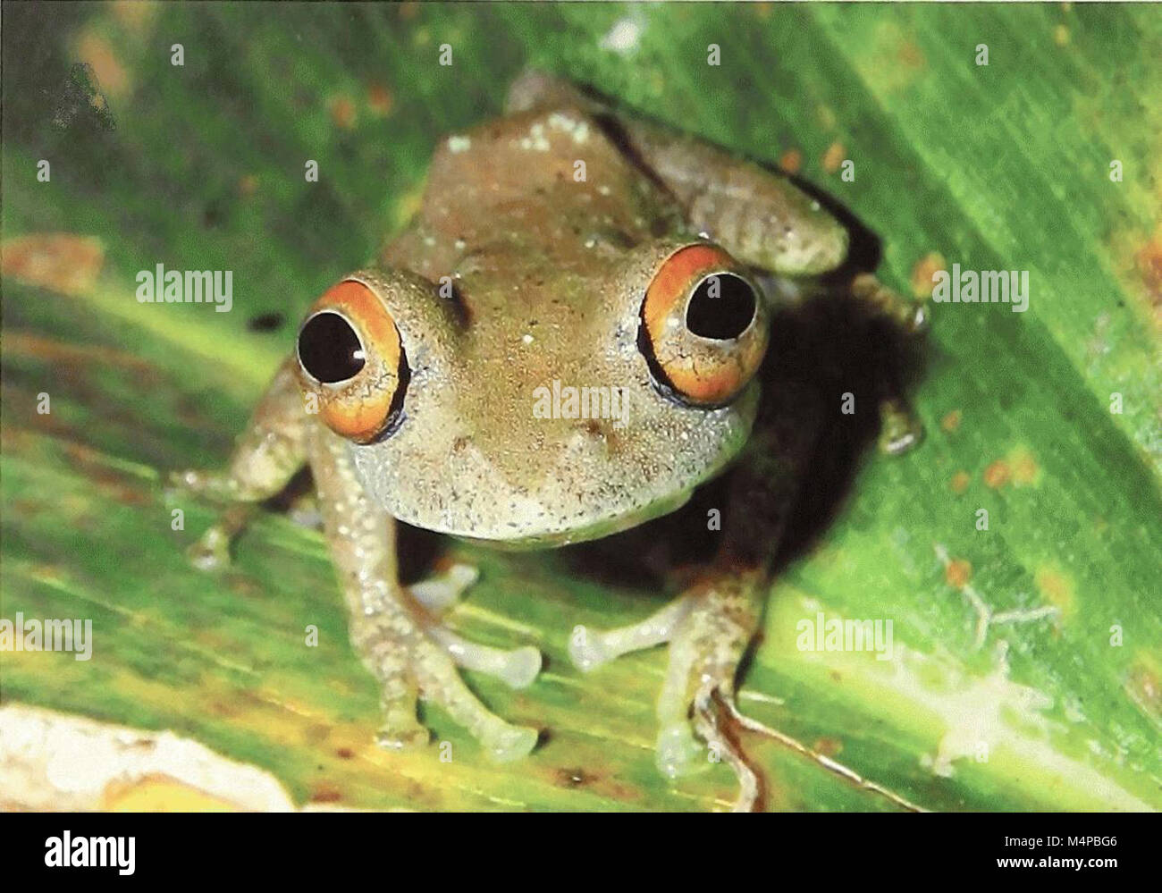 The Bonn Zoological Bulletin covers various zoological topics ...