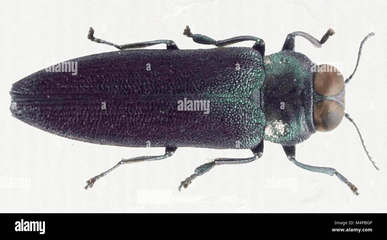 The Bonn Zoological Bulletin covers research on various animal species ...