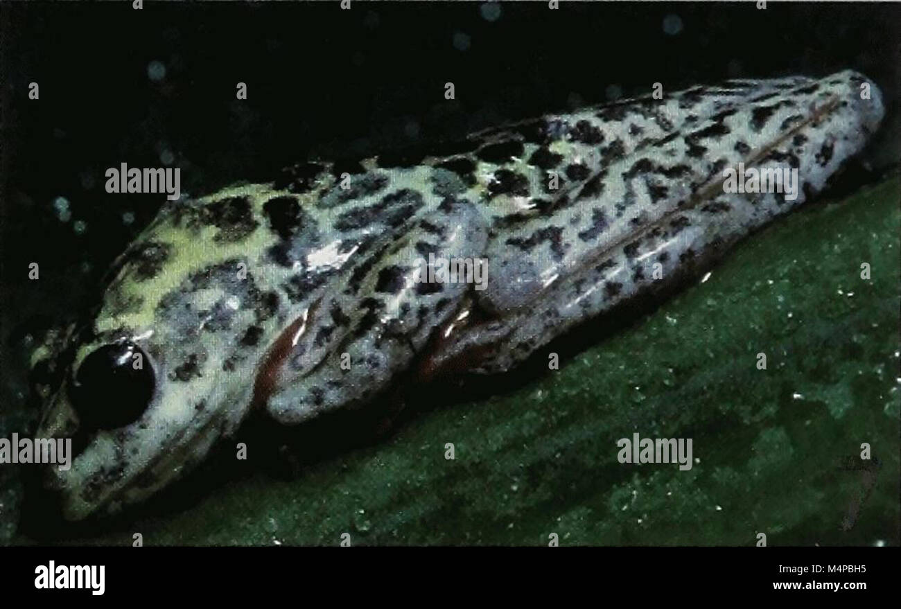 Hyperolius sp hi-res stock photography and images - Alamy